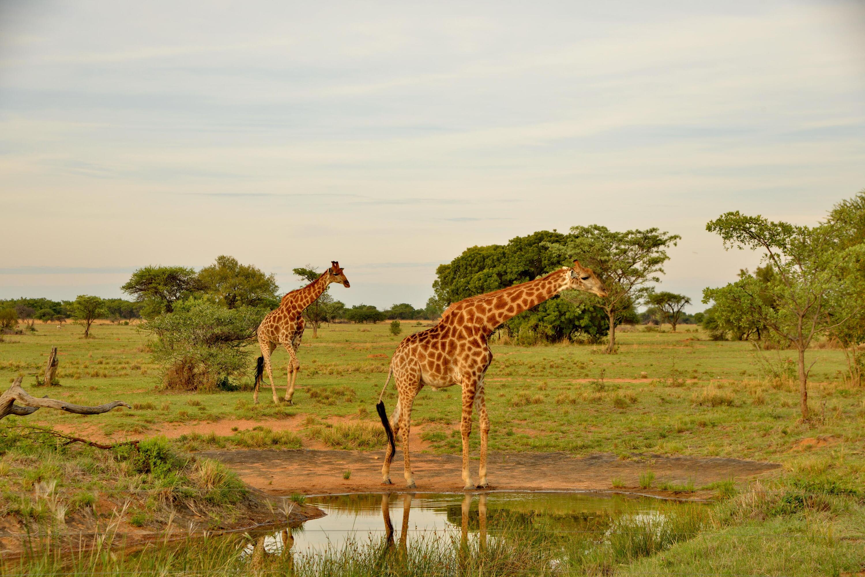 Science just split giraffes into four species – Spot one close to ...