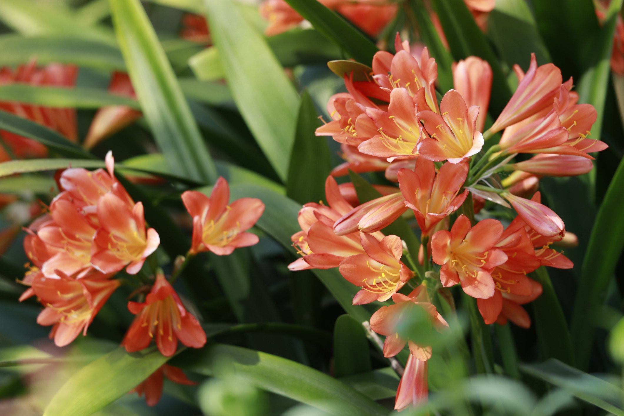 Made to Bloom: Rare Clivia exhibition brings spring colour to Johannesburg