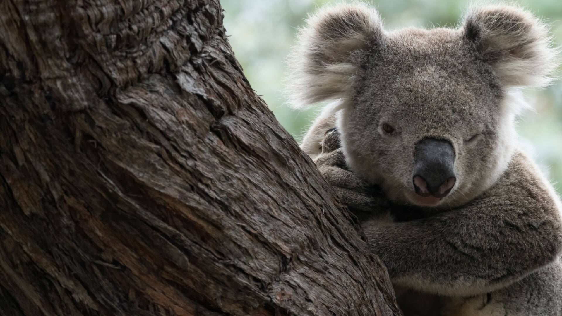 NSW’s Great Koala National Park to become one of state’s largest
