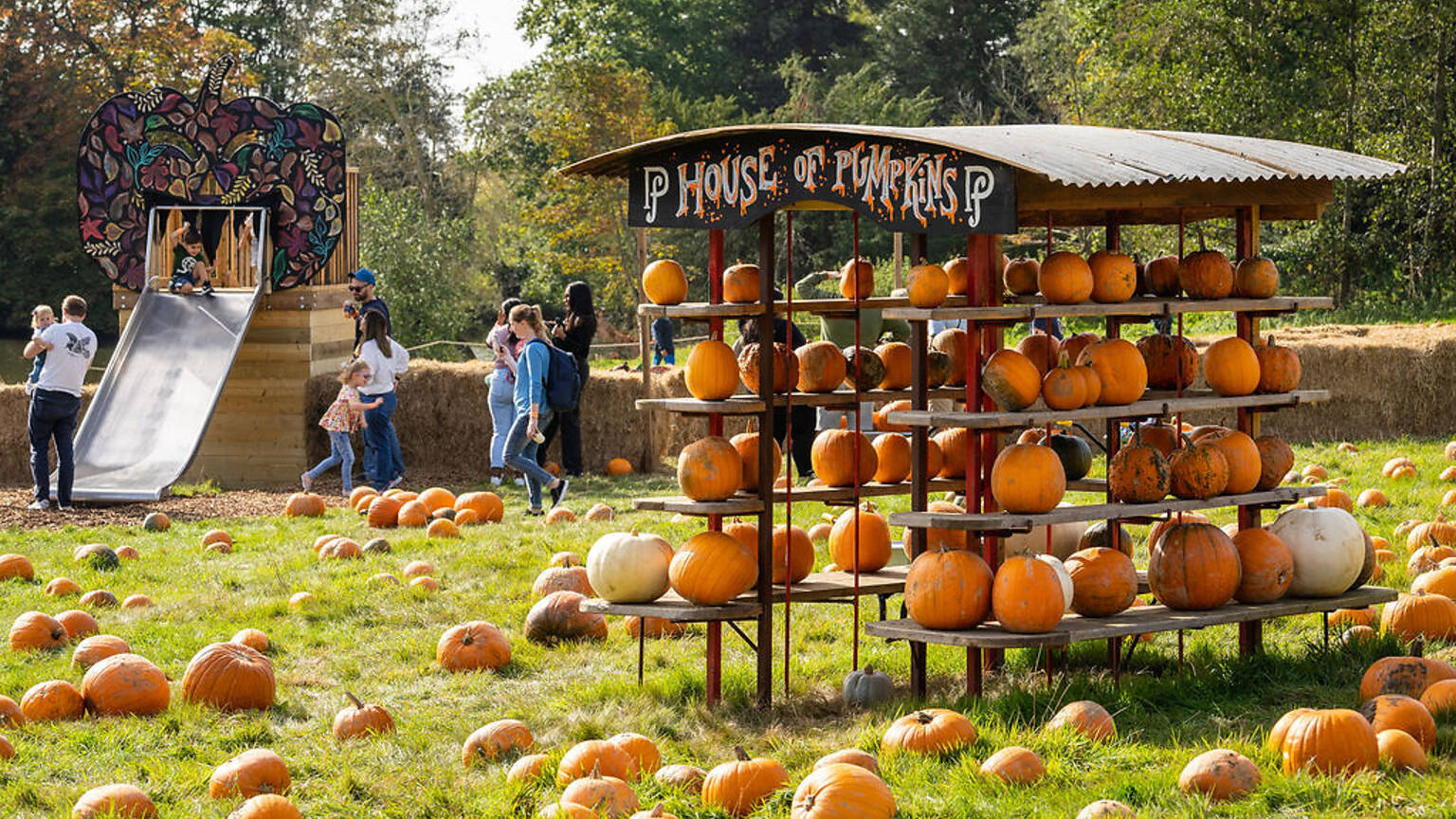 Where To Go Pumpkin Picking Near London 2025
