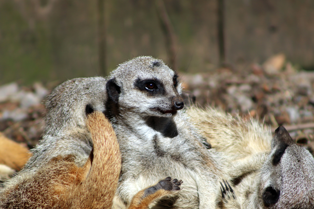 Axe Valley Wildlife Park: Popular Devon Zoo Is Closing For Good After ...