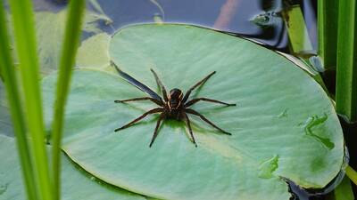 Giant Fish-Eating Spiders Have Been Spotted in Britain