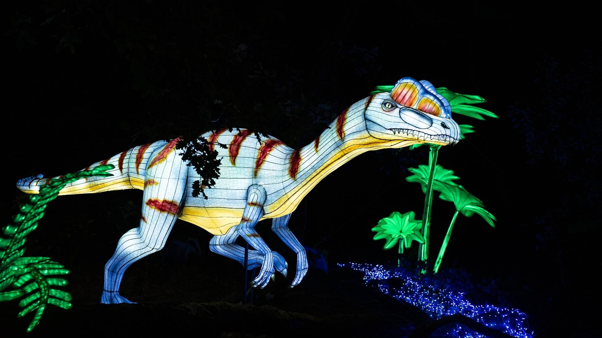 Luzes Selvagens: uma selva iluminada volta ao Zoo Santo Inácio