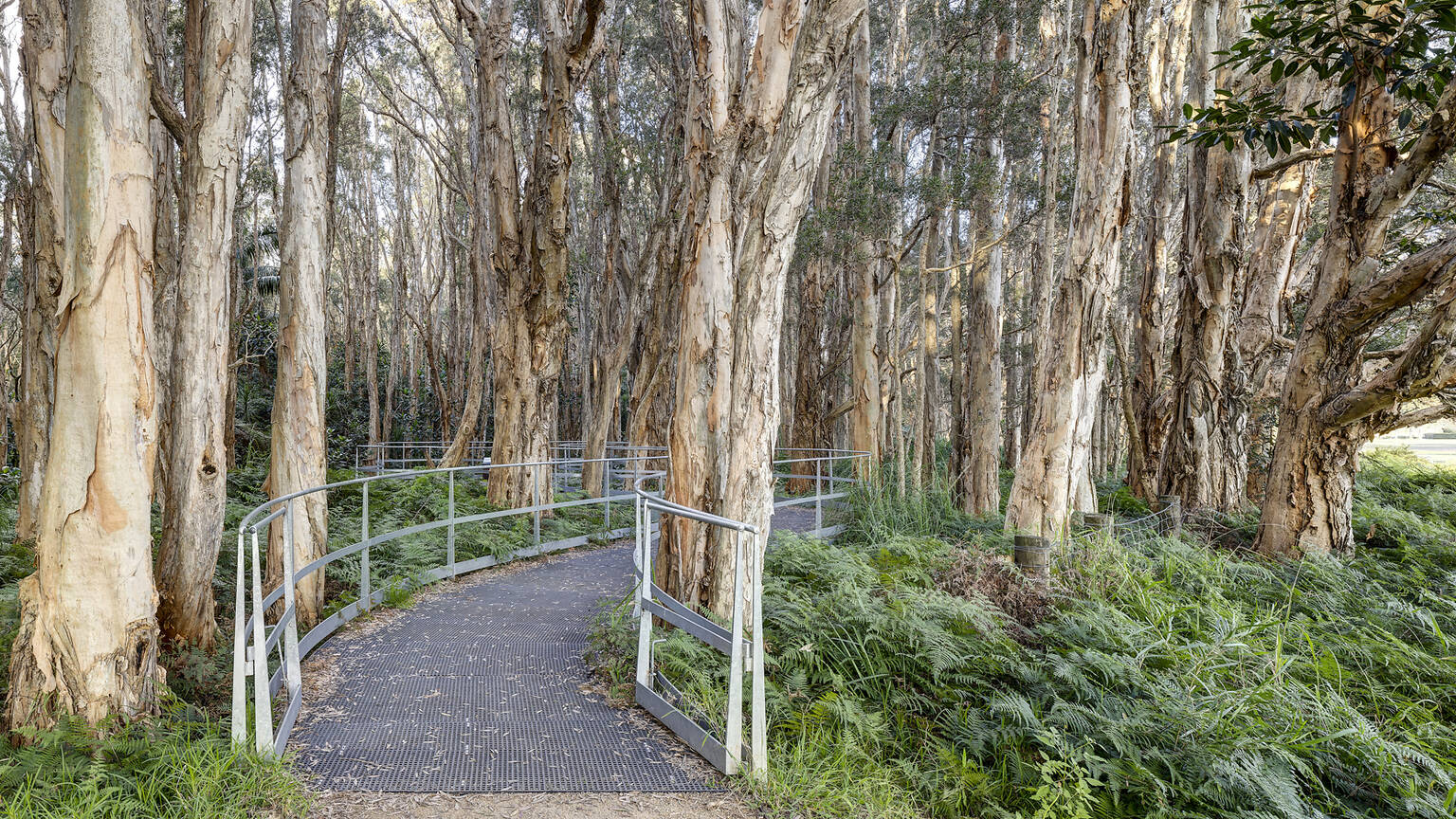 This magical new elevated walkway is hidden in a popular Sydney park