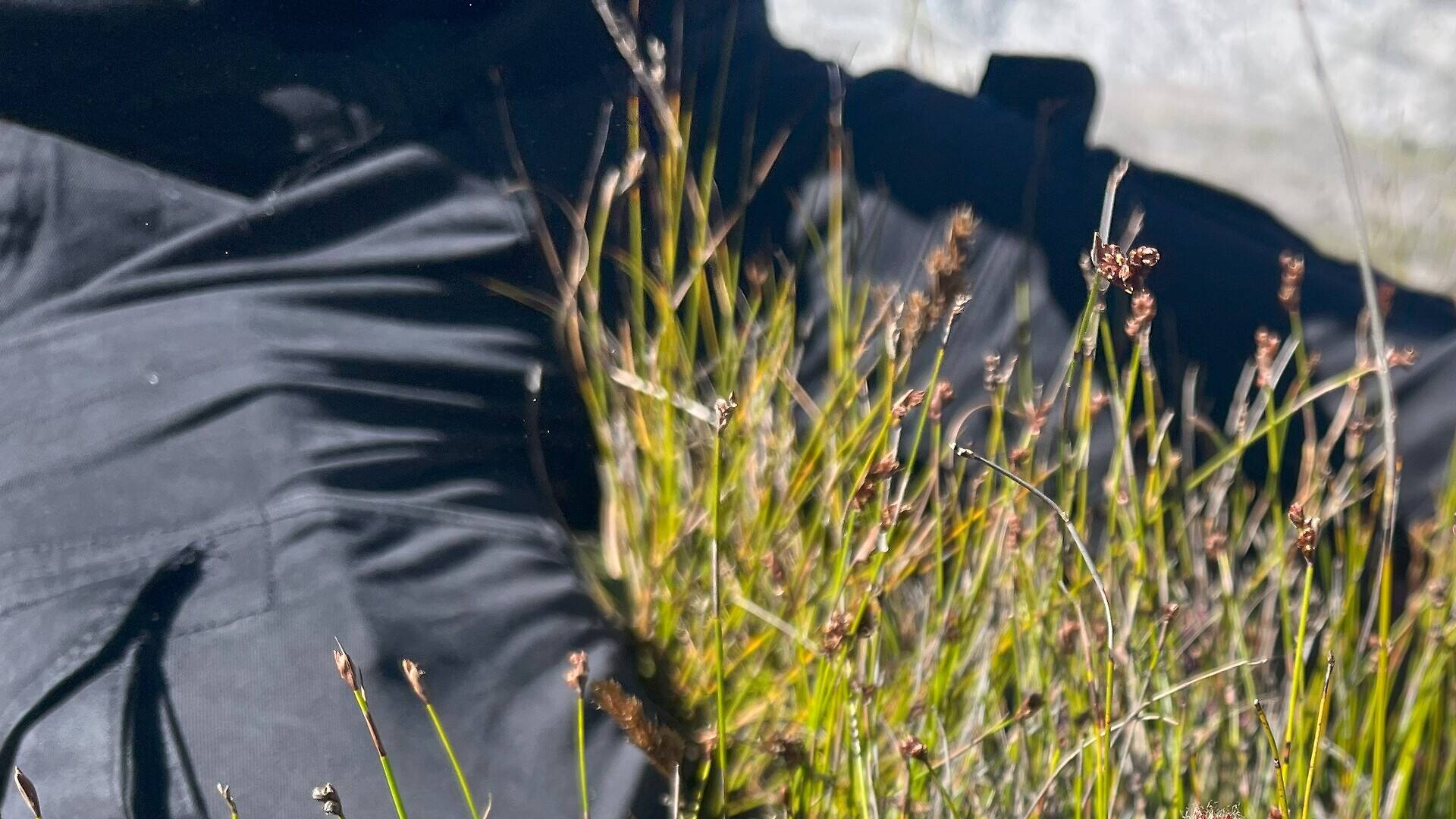 Rare Cape Fynbos rediscovered after 40 years!