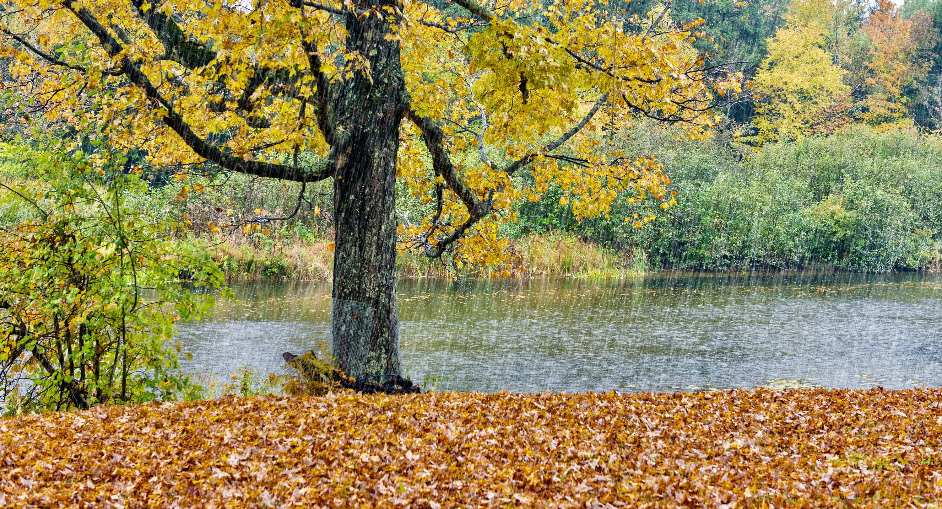 Montreal Halloween Updated Forecast: Up To 100 MM Of Rain And Severe ...