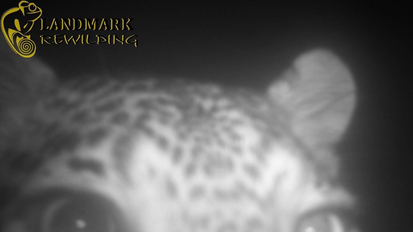 Leopard spotted along the Cape coast, the first seen in 170 years!