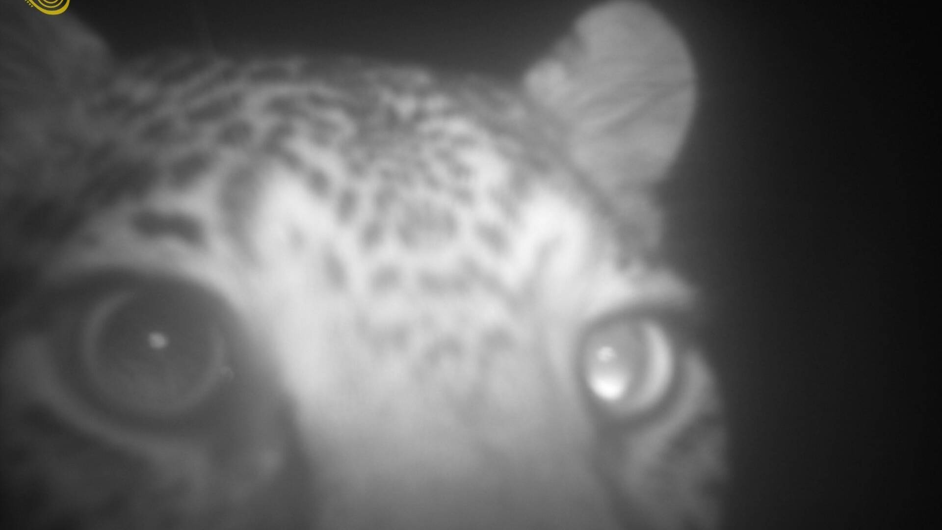 Leopard spotted along the Cape coast, the first seen in 170 years!