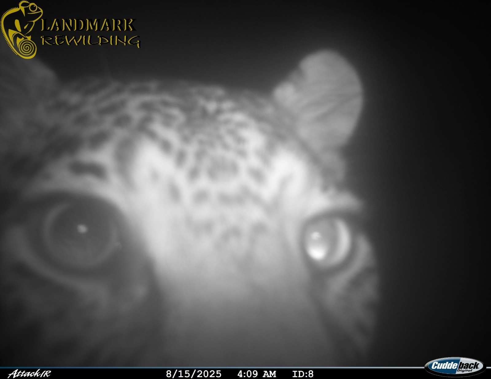 Leopard spotted along the Cape coast, the first seen in 170 years!