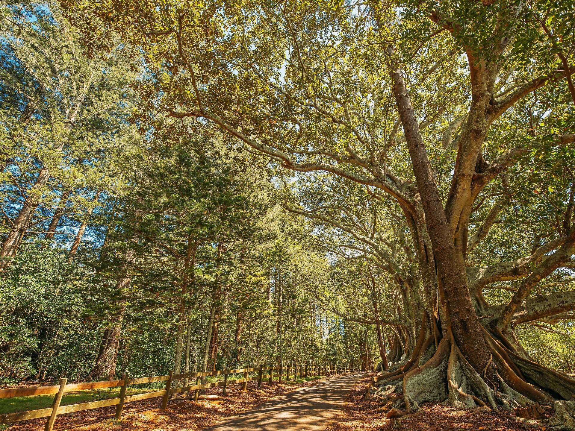 The 13 Best Things To Do on Norfolk Island