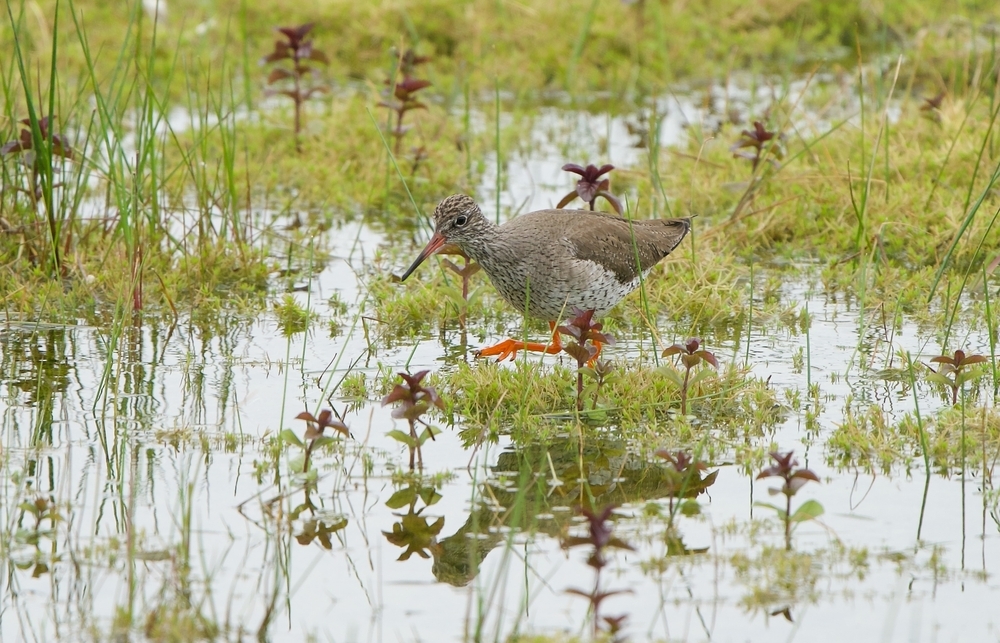 British Nature Reserve RSPB Otmoor Is Known For Rare Bird Species And ...