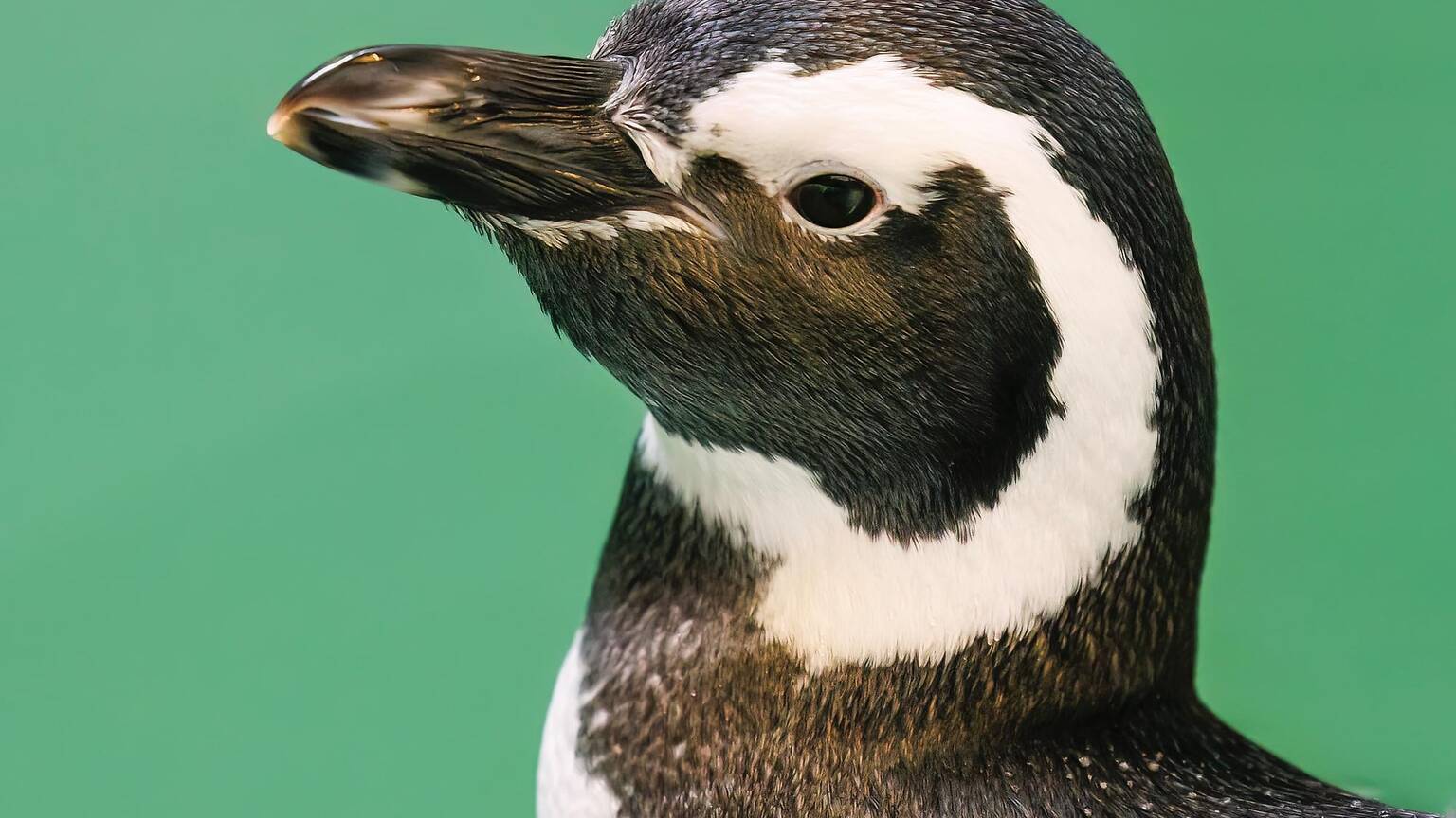 Aquarium of the Pacific adds a penguin to its live penguin cam