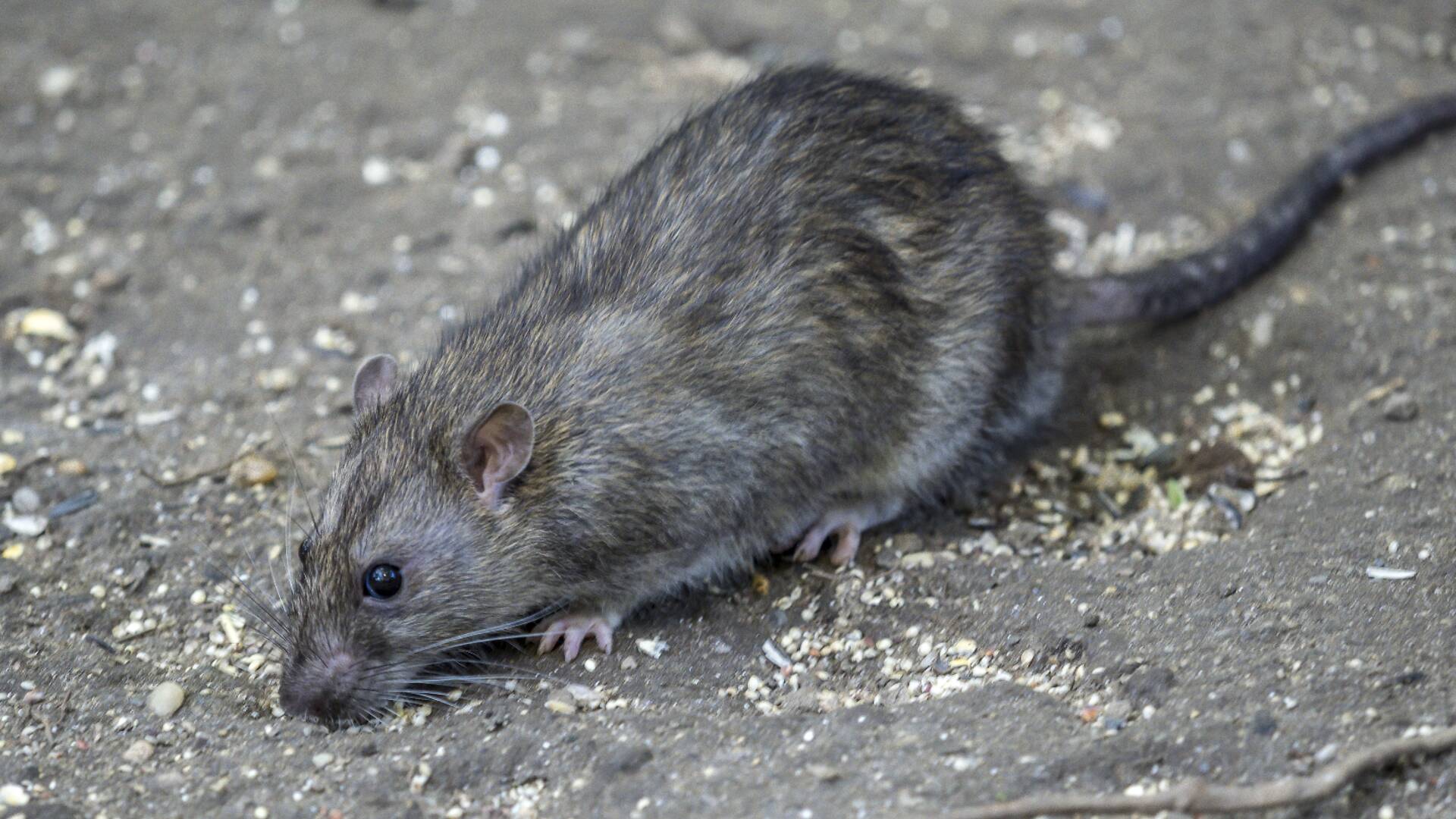 NYC Establishes Office of Rodent Mitigation Under Adams: Here is What ...