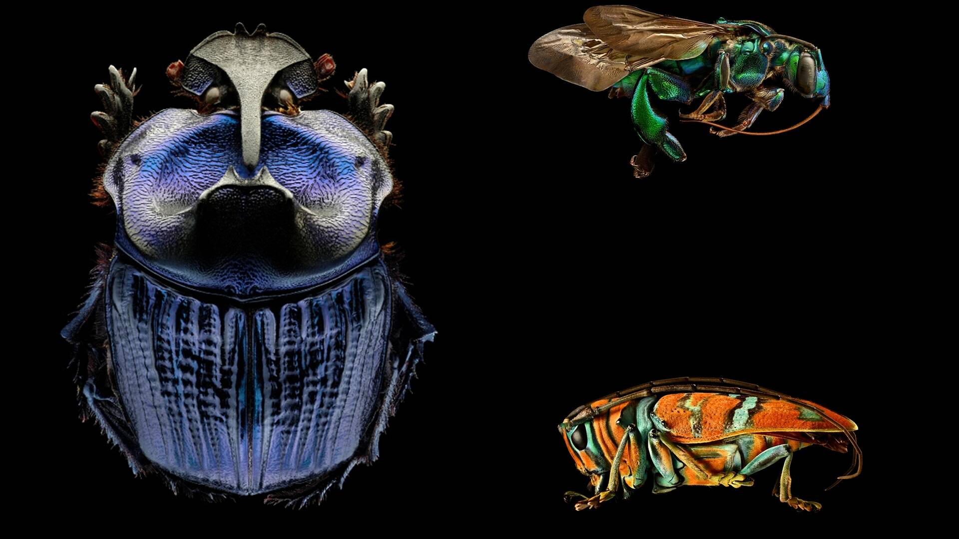 Explore the fascinating microscopic world of insects at this insightful ...
