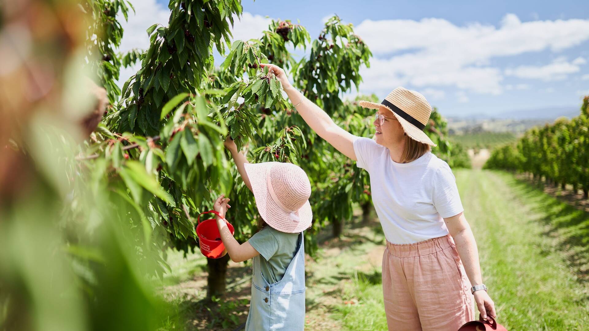 These are the four best cherry picking spots close to Melbourne