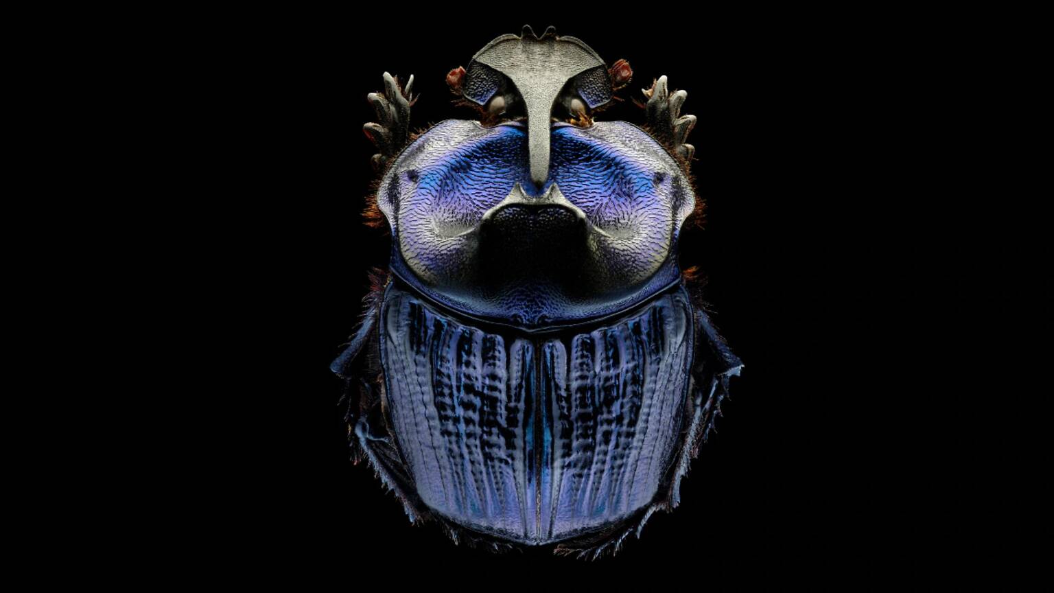 Insects: Microsculptures Magnified Exhibition