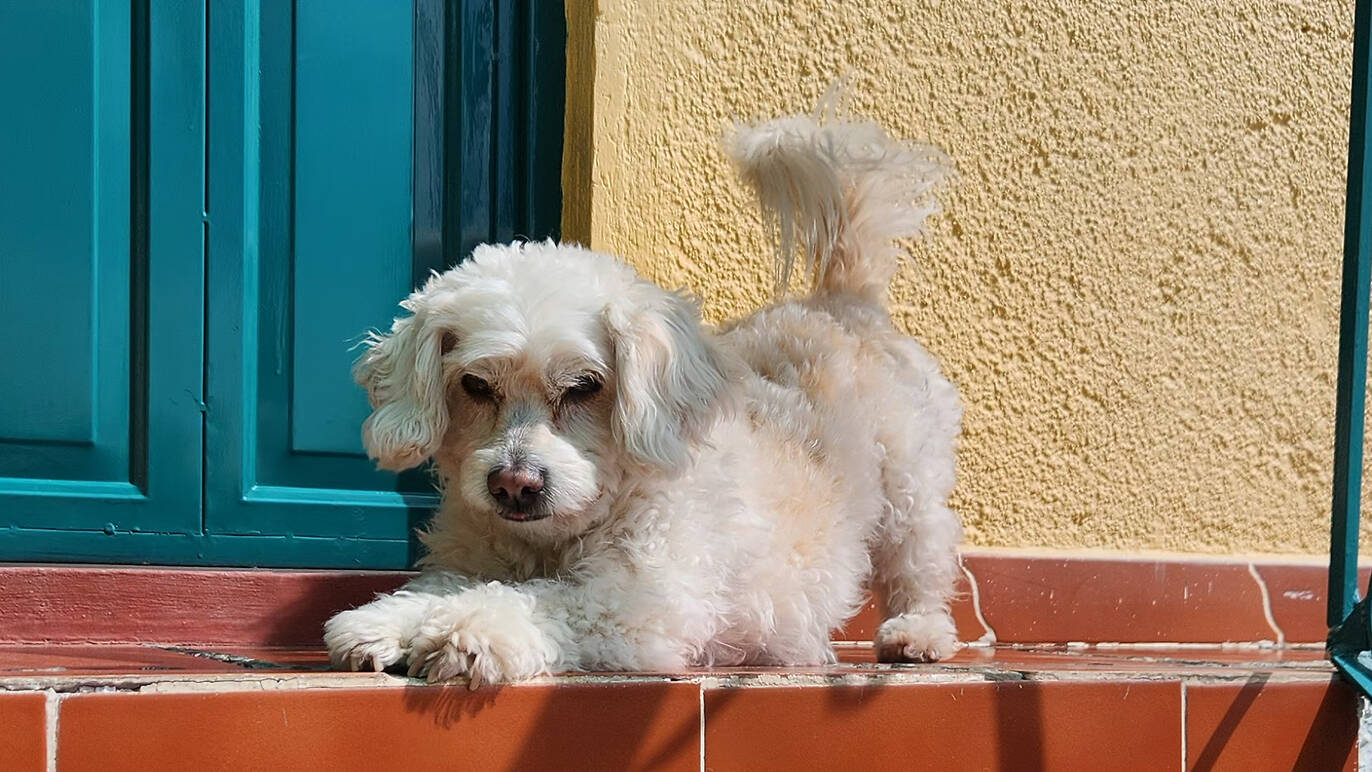 Habrá paseo petfriendly por puntos emblemáticos de la CDMX