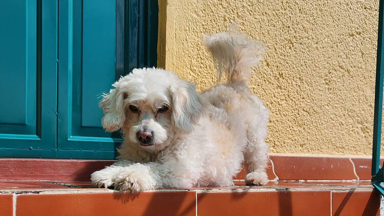 Habrá paseo petfriendly por puntos emblemáticos de la CDMX