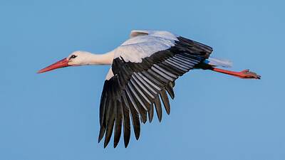 Extremely Rare Birds Are Returning to London After 600 Years Away