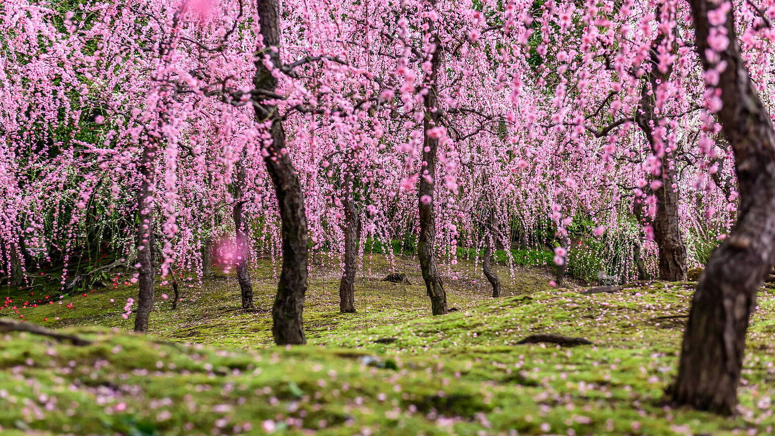 Weeping Plum and Camellia Festival at Jonangu Shrine, Kyoto | Things to ...