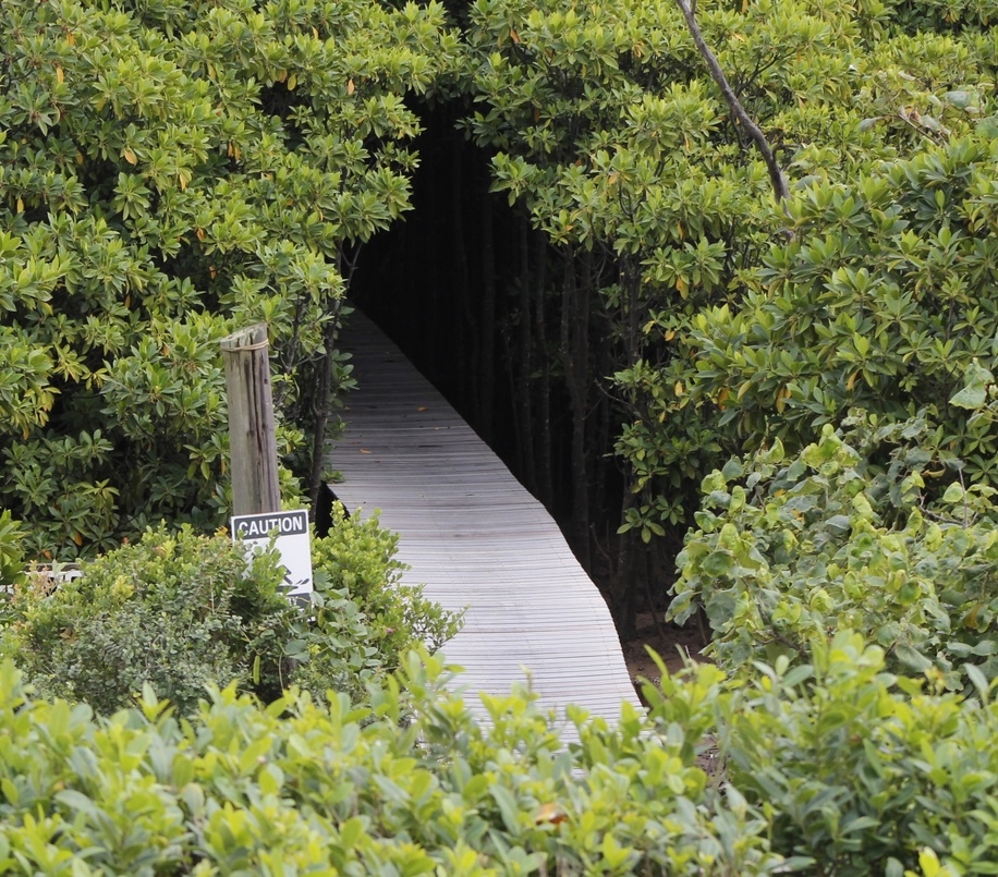 Explore Durban’s mangrove forest this weekend