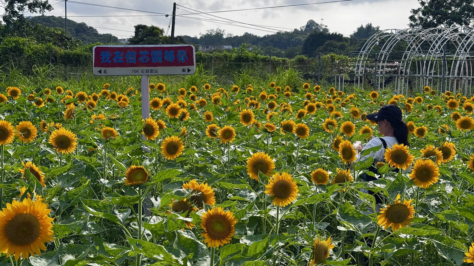 Yuen Long’s Giant Sunflower Field is Officially in Bloom for the Season
