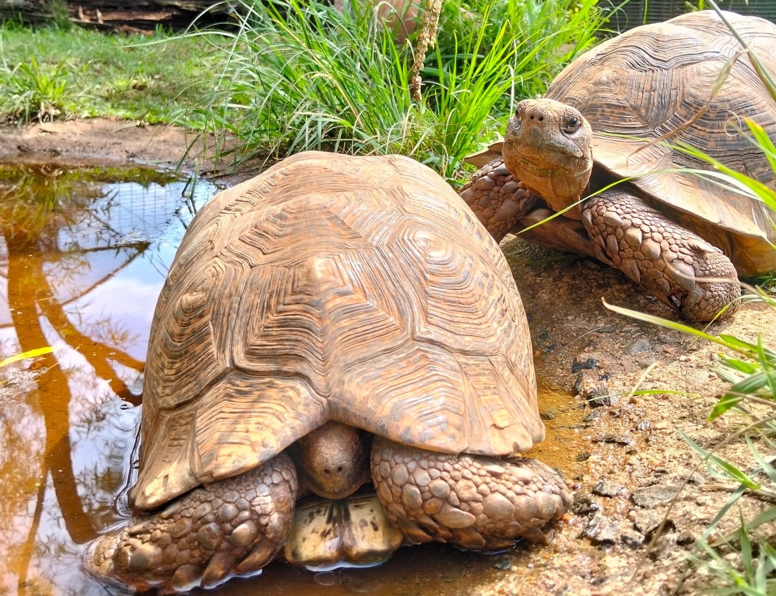 No slowing down as FreeMe Wildlife gives confiscated tortoises a second ...