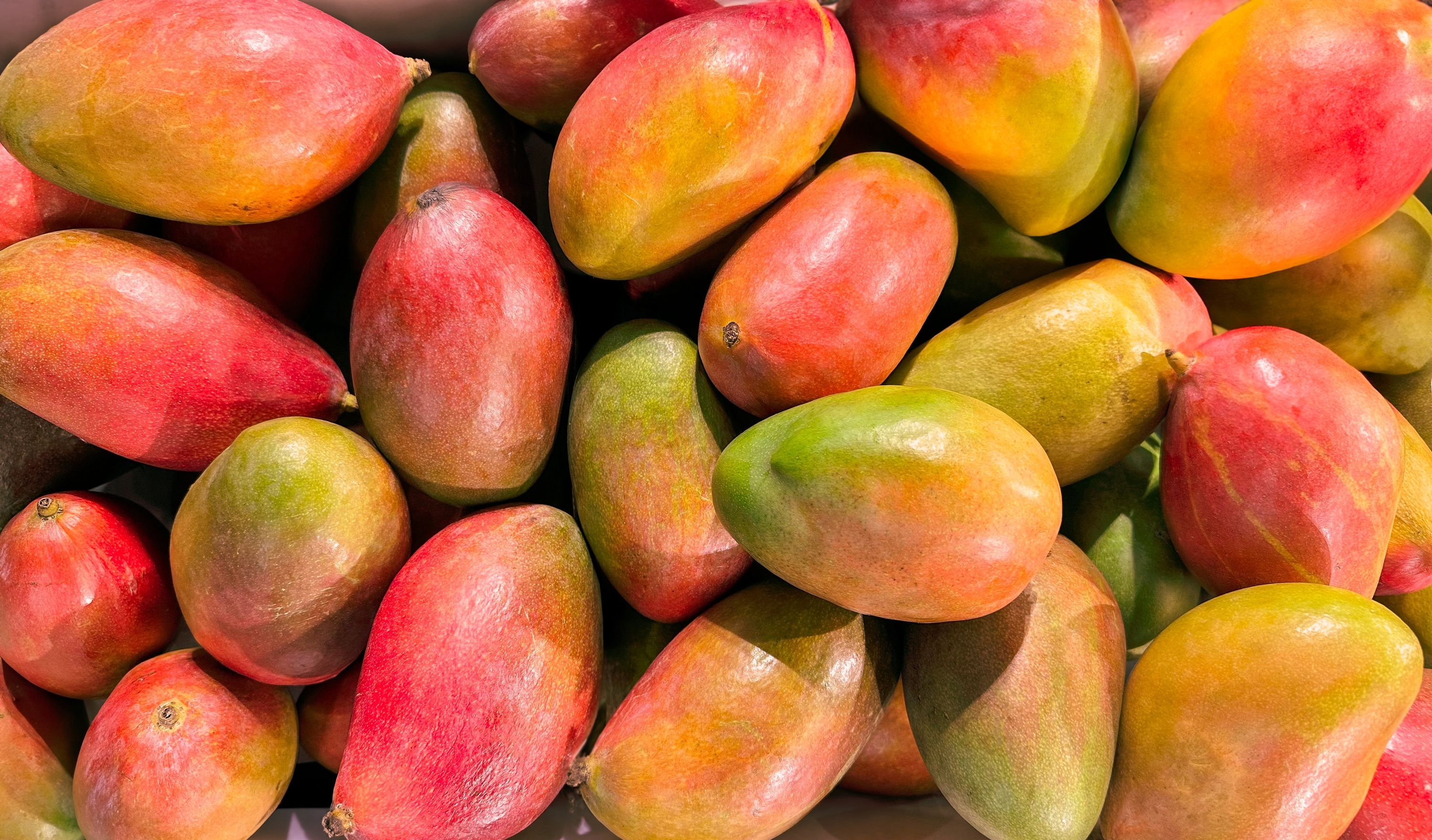 Zak The Baker’s Mango Trade Returns to Miami: How to Swap Mangoes for Bread