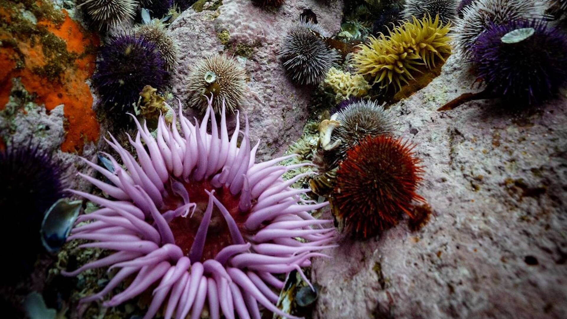 Cape Town’s underwater wonder makes cover of TIME magazine