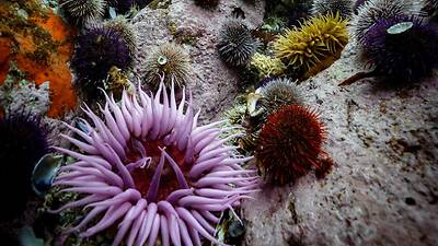 Cape Town’s underwater wonder makes cover of TIME magazine