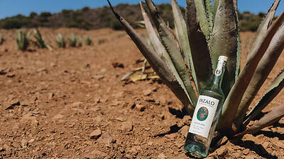 Cape Town agave spirit wins top global gold award