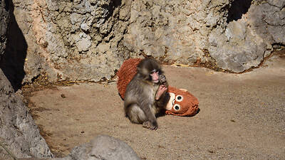 Still thinking of Punch the monkey? Ichikawa Zoo just extended its ...