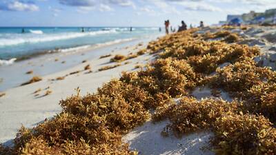 Why is There Stinky Seaweed All Over Florida Beaches?