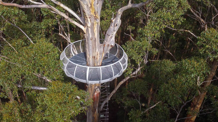 One of Australia’s tallest climbing trees has officially reopened