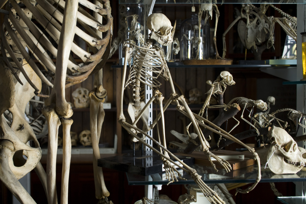 Grant Museum After Hours: Halloween | Things to do in London