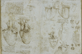 Leonardo da Vinci in the history of dissection | in London
