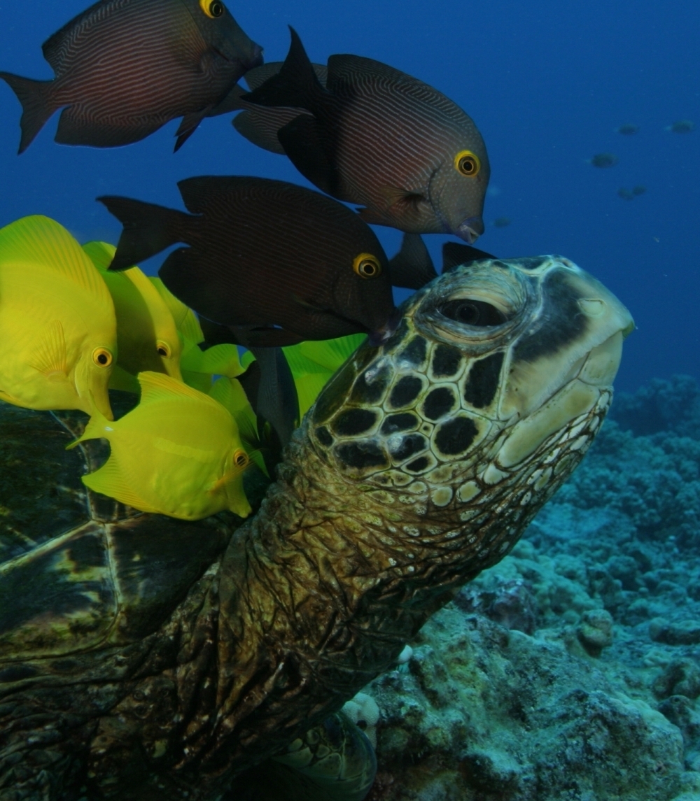 The Reef 2007, directed by Howard E Baker and John Fox | Film review