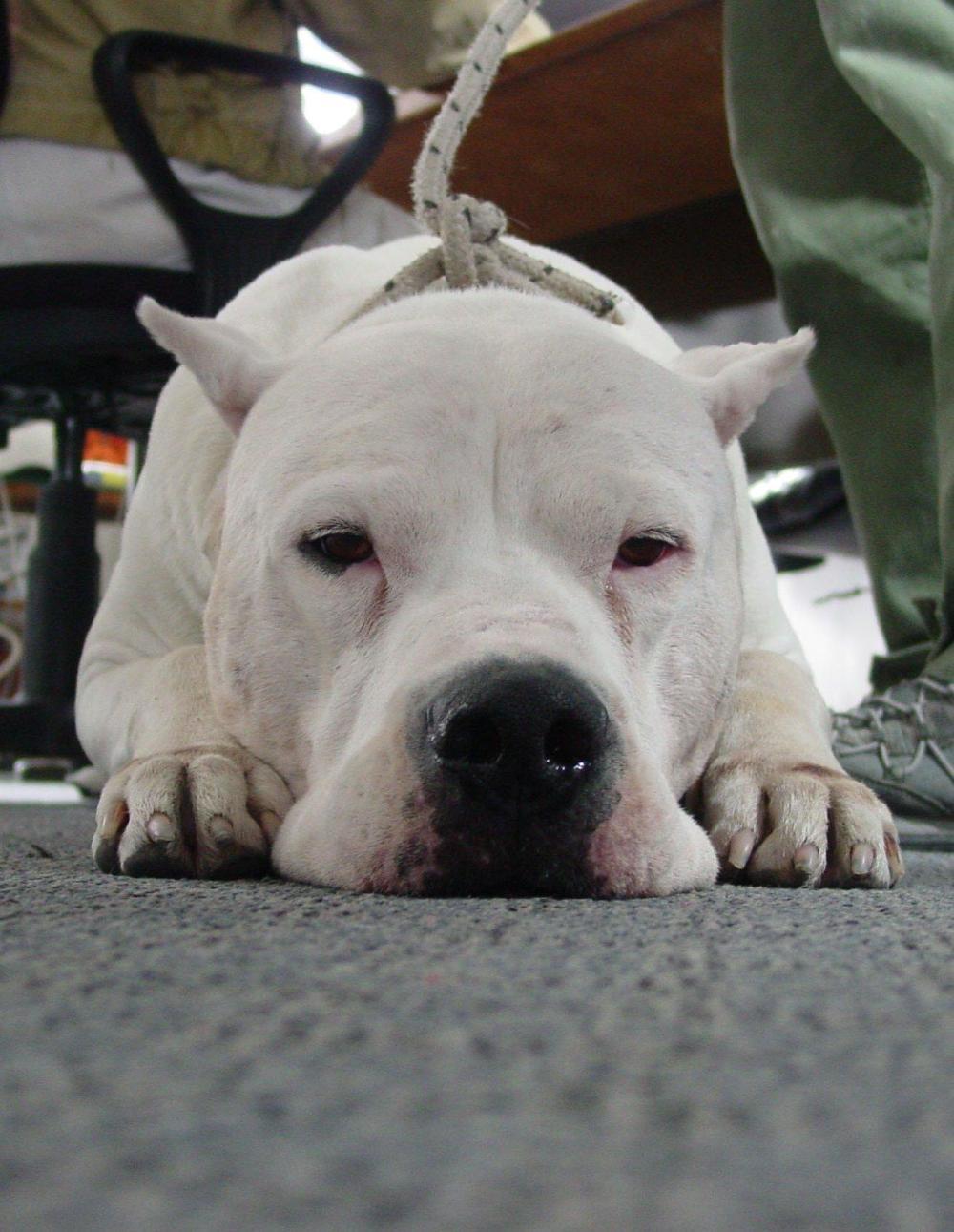 Bombón el Perro 2005, directed by Carlos Sorin | Film review