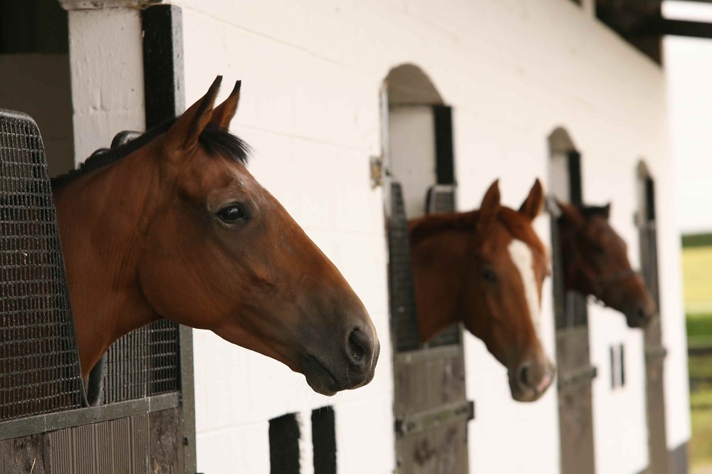 Horses 2010, directed by Liz Mermin | Film review