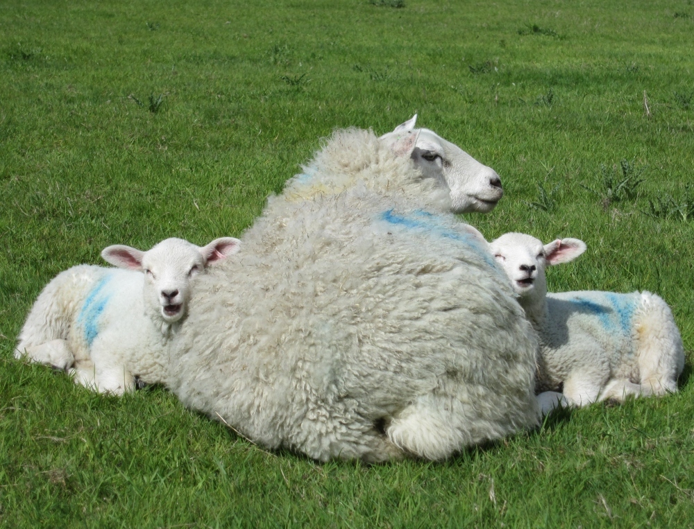 Woodlands Farm Trust Lambing Day | in London
