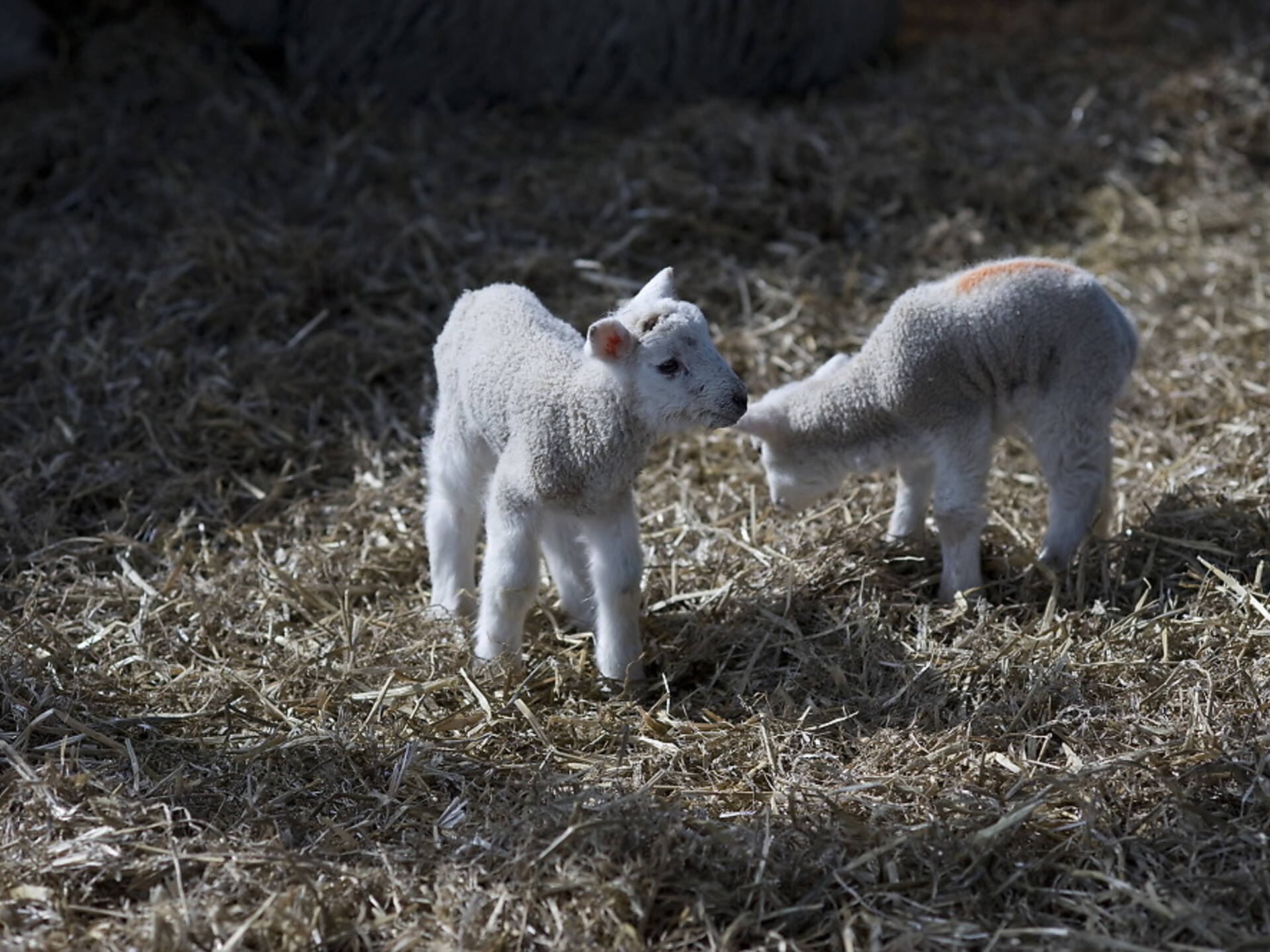 Best City Farms In London For Spotting Super Cute Animals