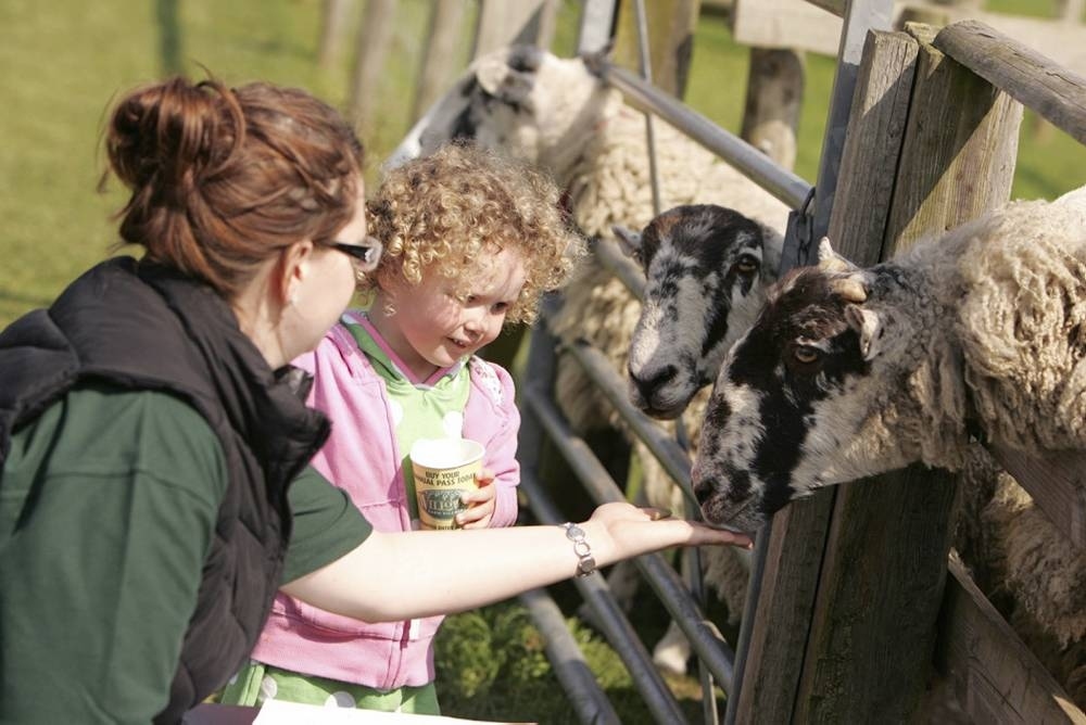 Willows Activity Farm | Attractions in Hertfordshire, London