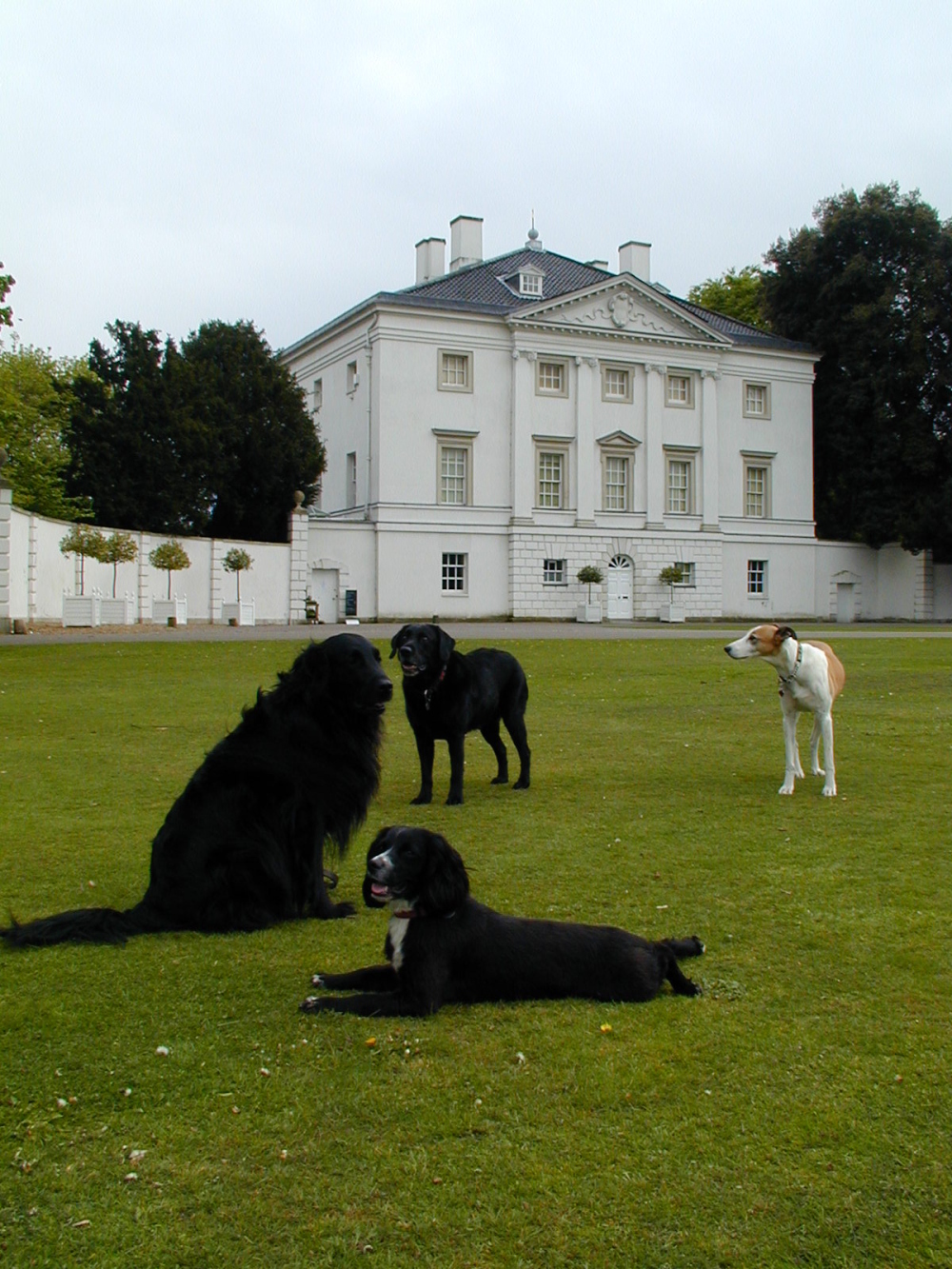 Open-City Architecture Tours: Dogs for Architecture | Things to do in ...