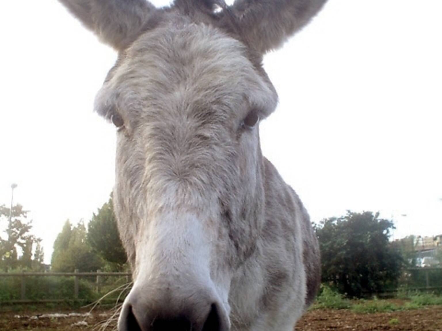 Best City Farms In London For Spotting Super Cute Animals